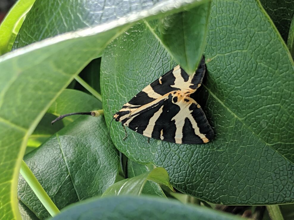 Mighty moths | Hampshire and Isle of Wight Wildlife Trust