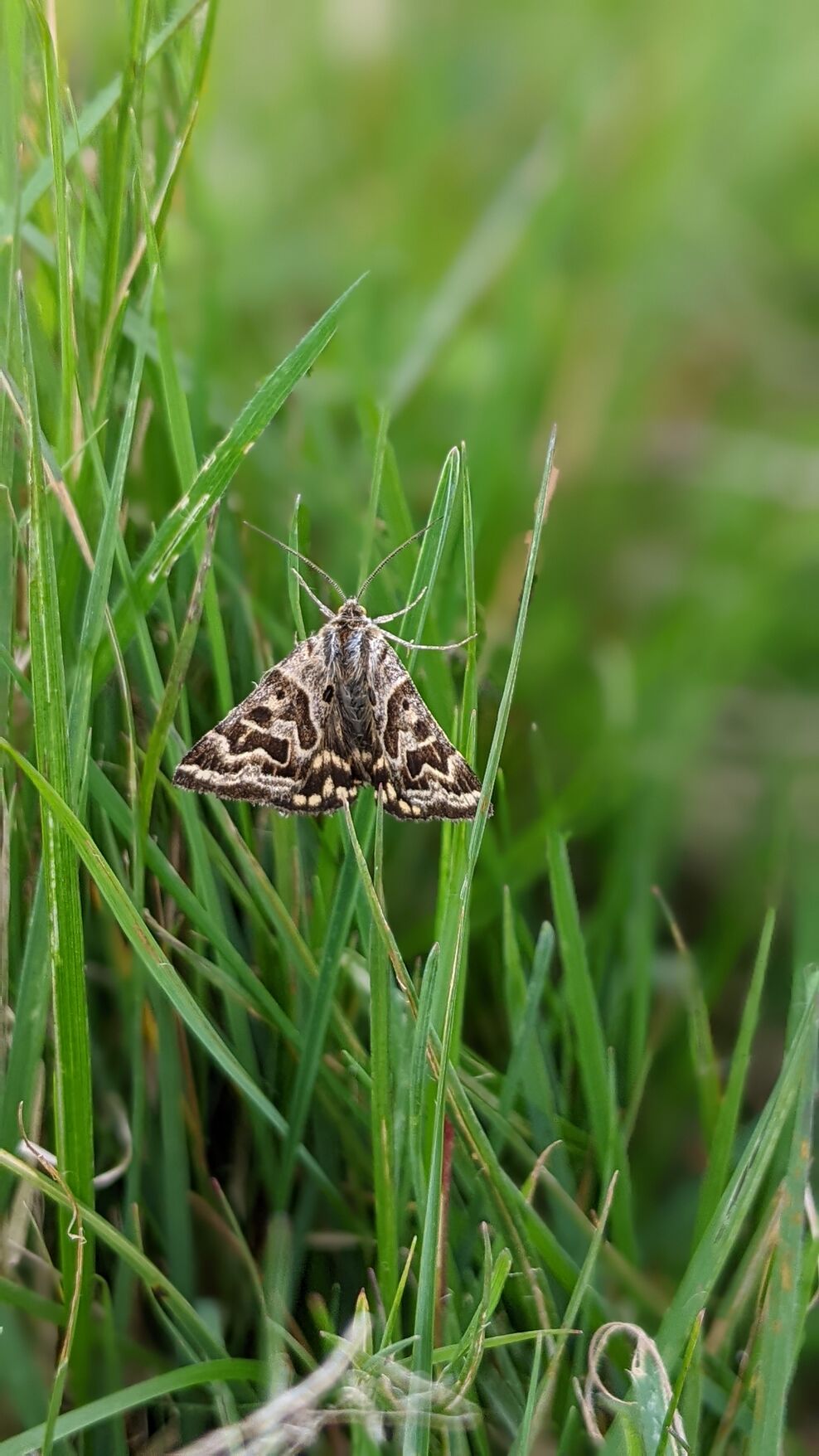Mighty moths | Hampshire and Isle of Wight Wildlife Trust