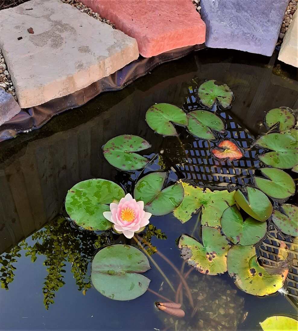Project Pond | Hampshire and Isle of Wight Wildlife Trust