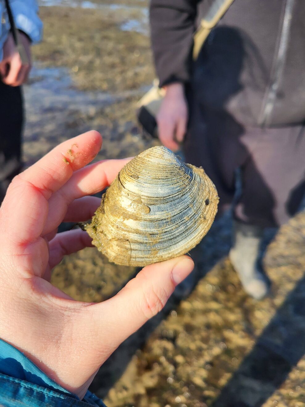 Exploring the Marine Environment: Ryde Intertidal Survey | Hampshire ...