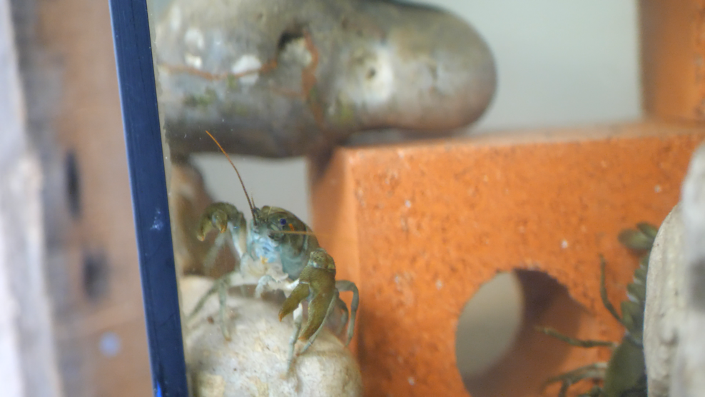 Conservation programme for Endangered native crayfish gets Isle of ...