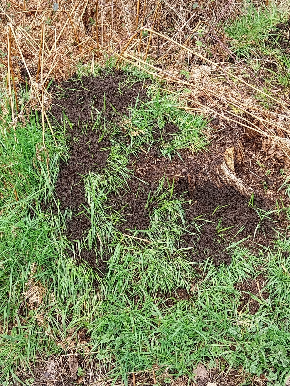 The southern wood ant: an acid-spraying insect | Hampshire and Isle of ...