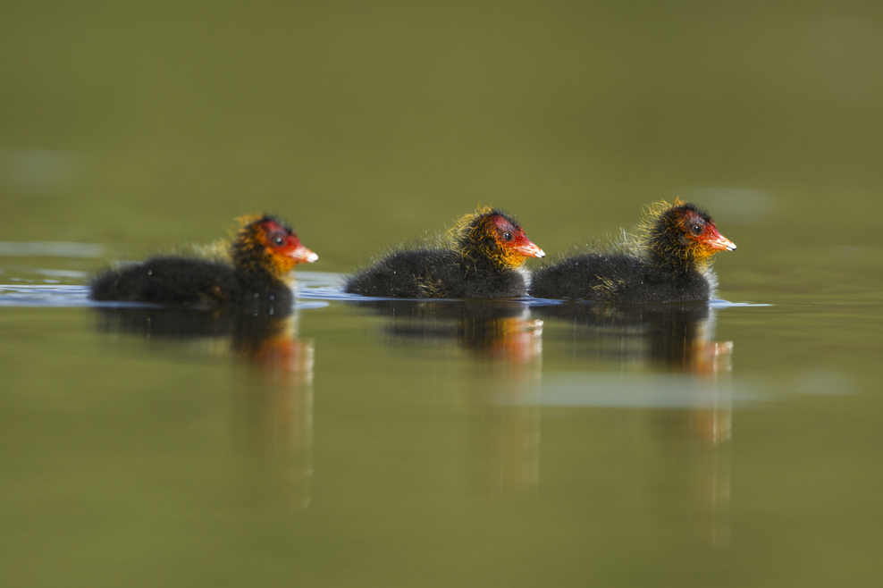 Spot the Difference: Coot and Moorhen | Hampshire and Isle of Wight ...