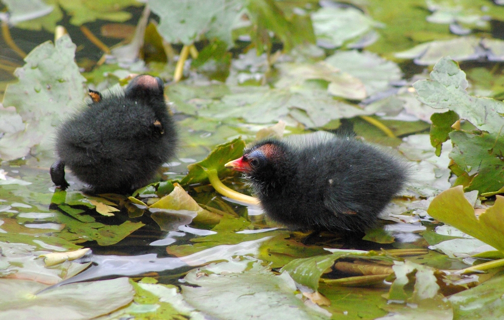 Spot the Difference: Coot and Moorhen | Hampshire and Isle of Wight ...