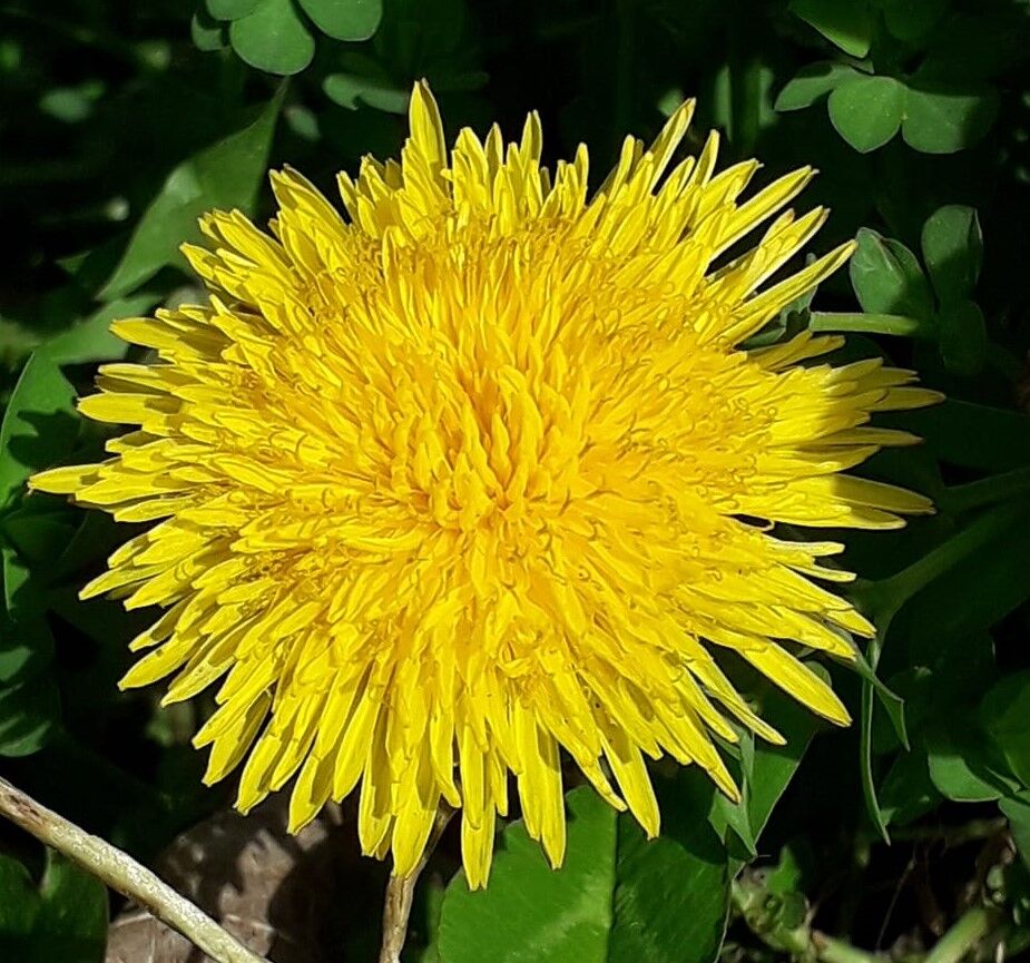 Wilder Southampton picture trail: Neighbourhood Nature | Hampshire and ...