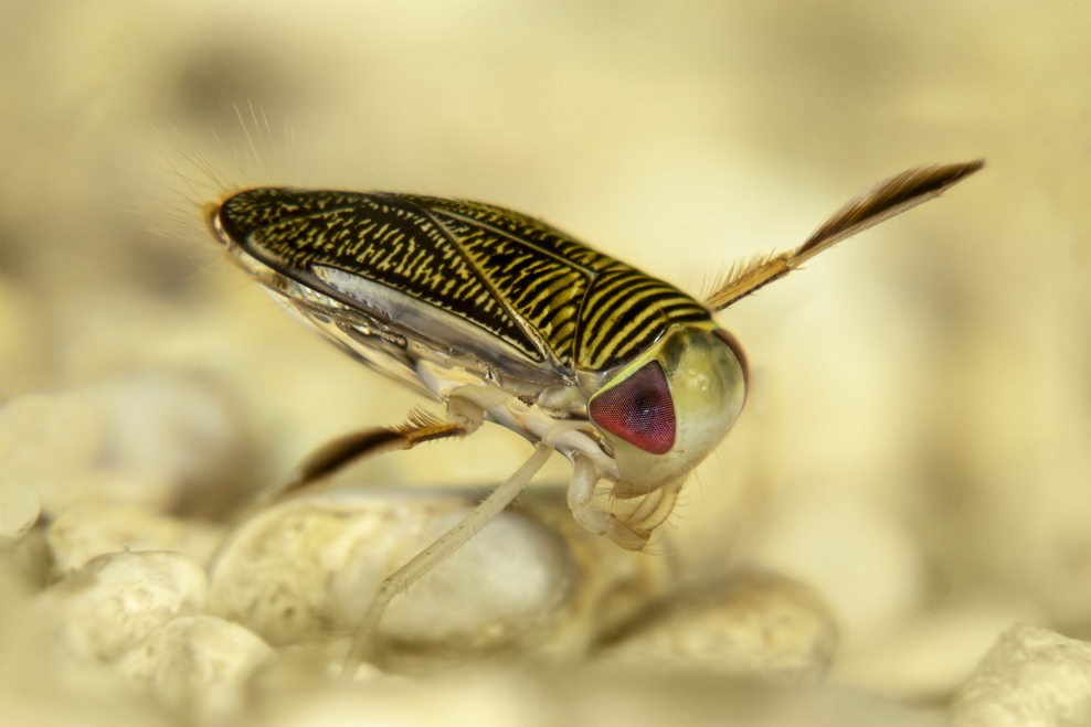 The Boatman's Bubble | Hampshire and Isle of Wight Wildlife Trust