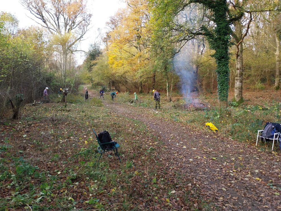 Pamber Forest Nature Reserve - Quarterly Newsletter - January 2025 ...