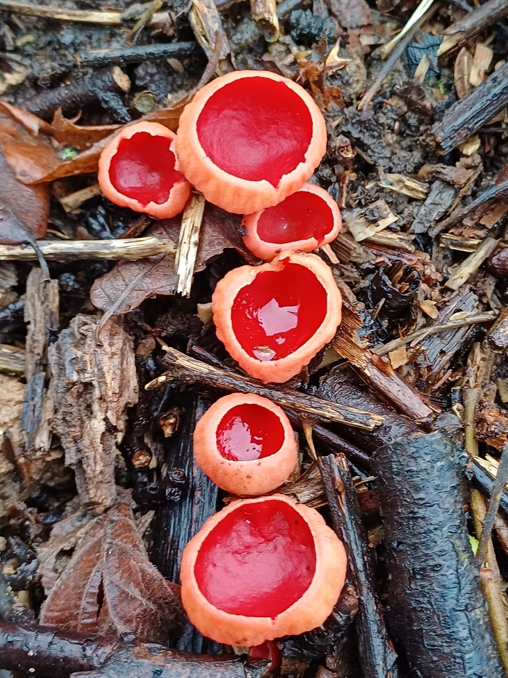 Scarlet elf cups: A vibrant sign of winter’s end | Hampshire and Isle ...
