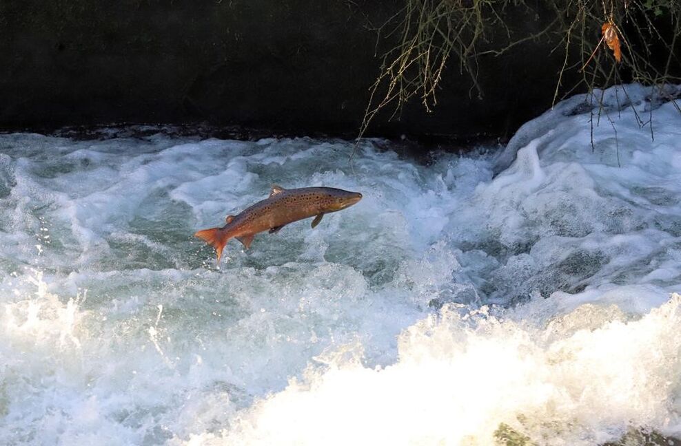 Urgent action launched to save endangered Atlantic salmon | Hampshire ...