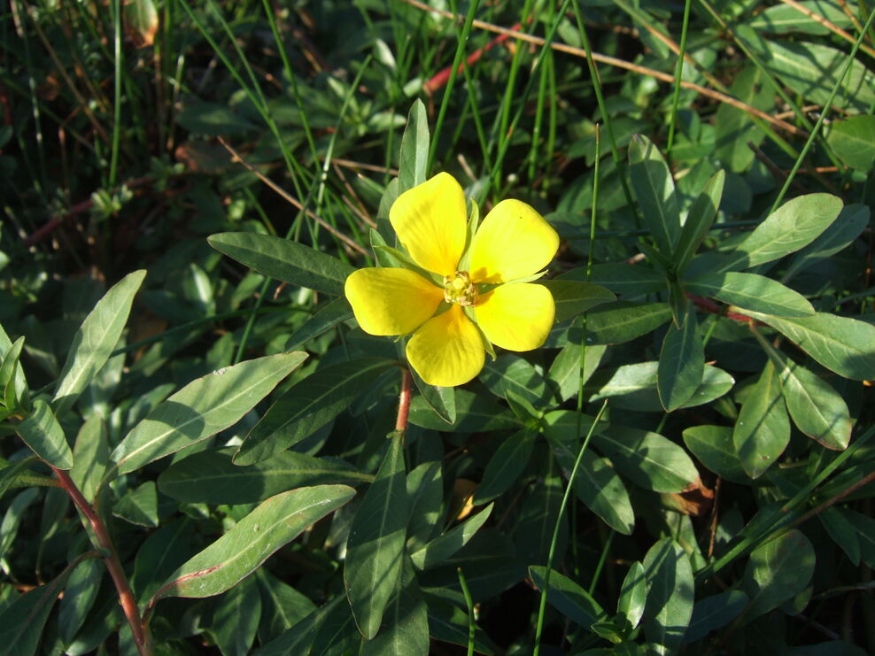 A creeping green crisis could be lurking in Hampshire’s wild waters ...