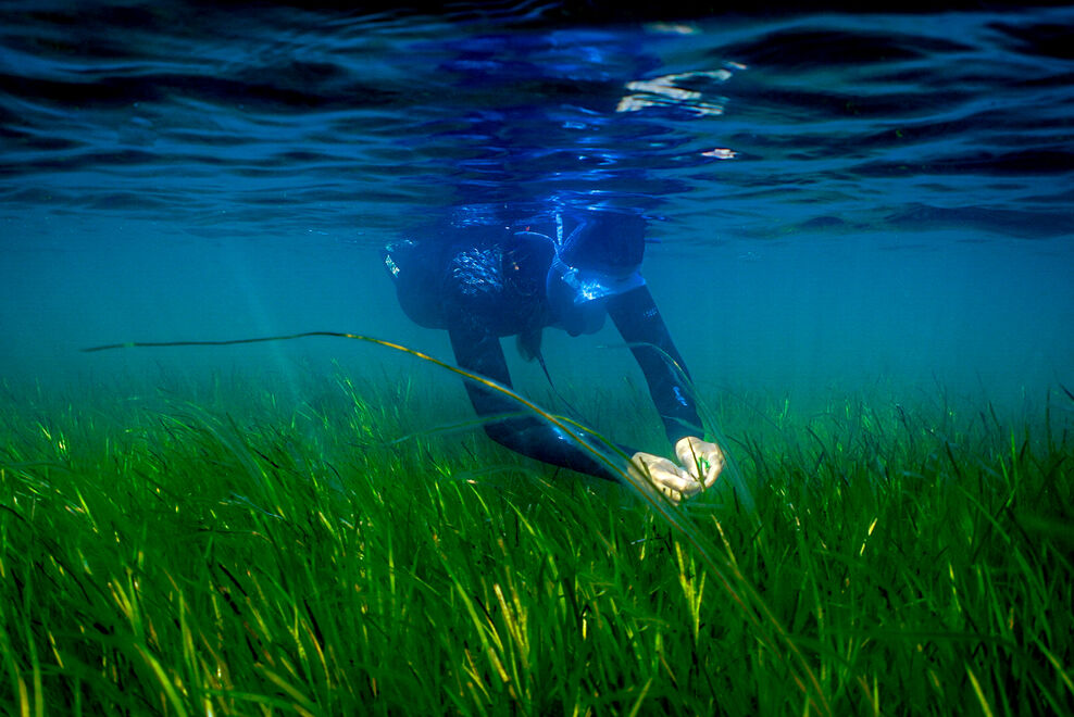 Collecting Seagrass Seed in the Solent | Hampshire and Isle of Wight ...