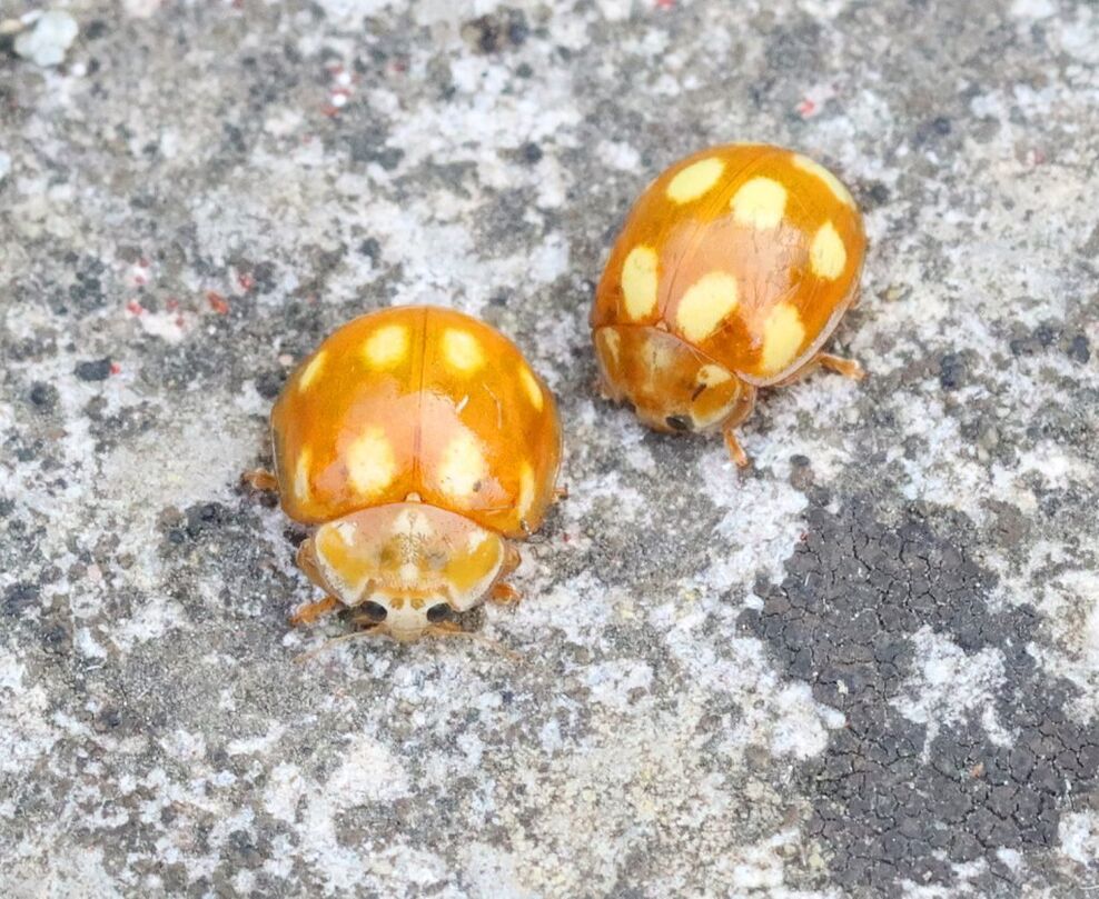 Rare and newly arrived ladybirds rediscovered in the New Forest ...