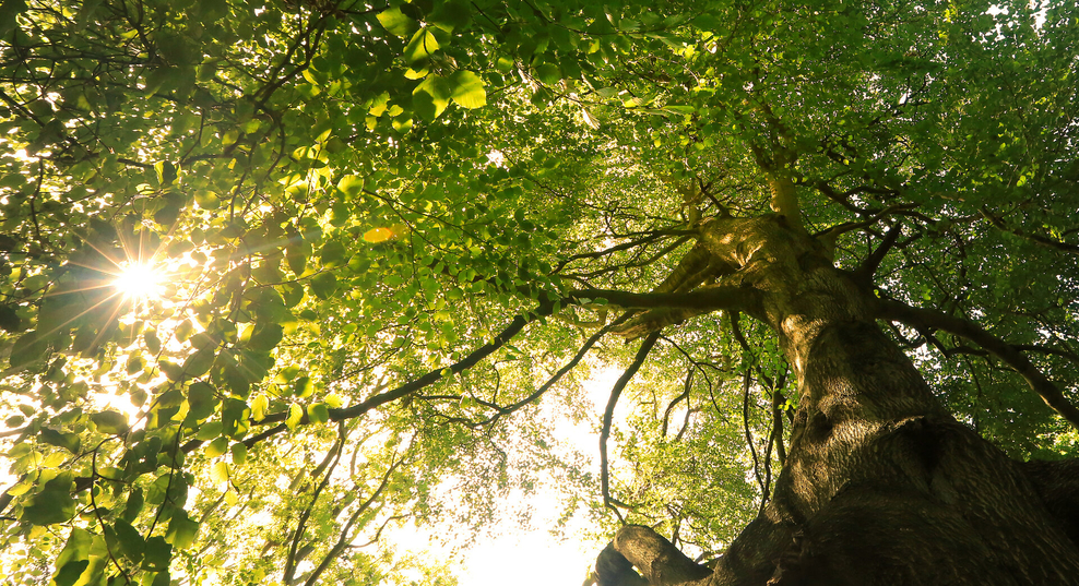 Beech: The ‘queen of trees’ | Hampshire and Isle of Wight Wildlife Trust