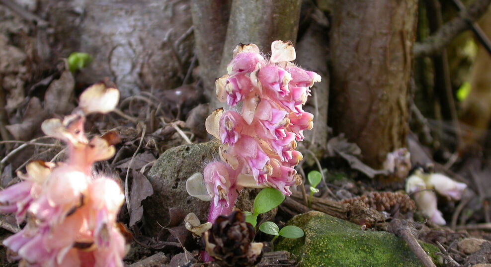 Spring woodland flora | Hampshire and Isle of Wight Wildlife Trust