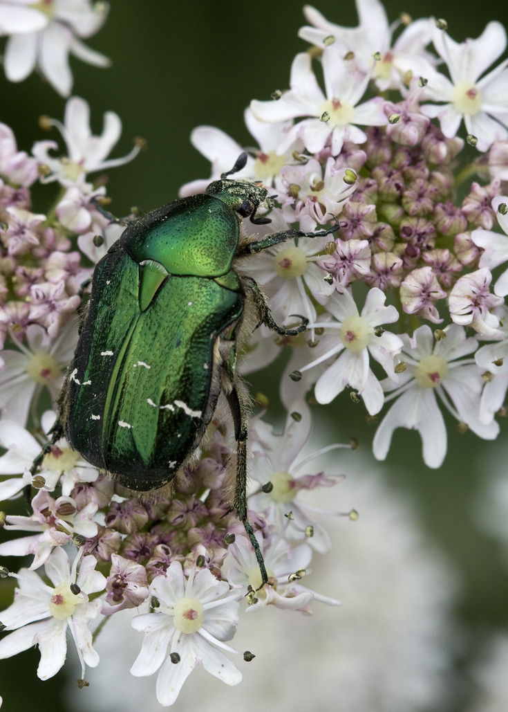 Rose chafer - the jewel of the garden | Hampshire and Isle of Wight ...