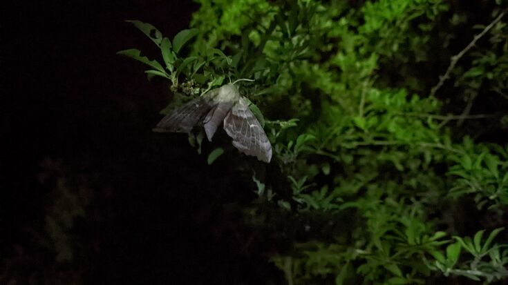 Mighty moths | Hampshire and Isle of Wight Wildlife Trust