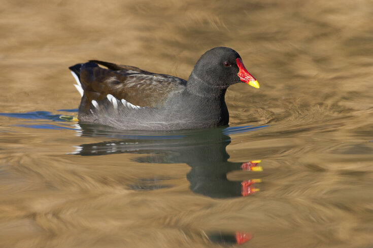 Spot the Difference: Coot and Moorhen | Hampshire and Isle of Wight ...