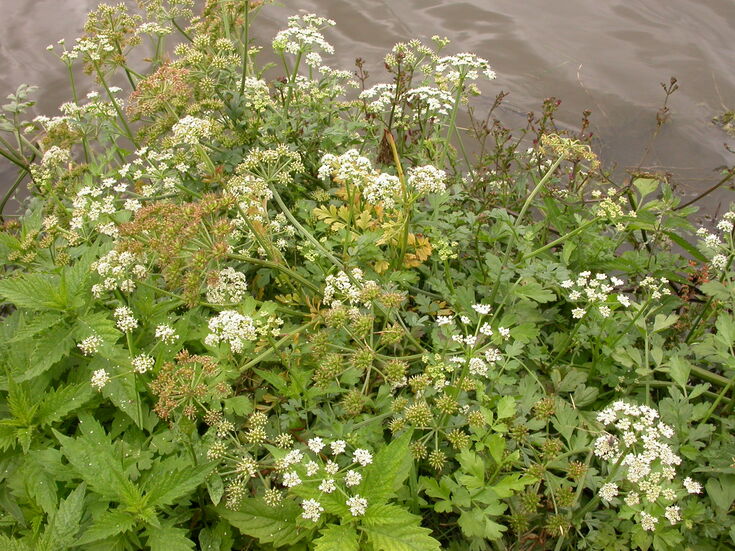 Incredible Umbellifers | Hampshire and Isle of Wight Wildlife Trust