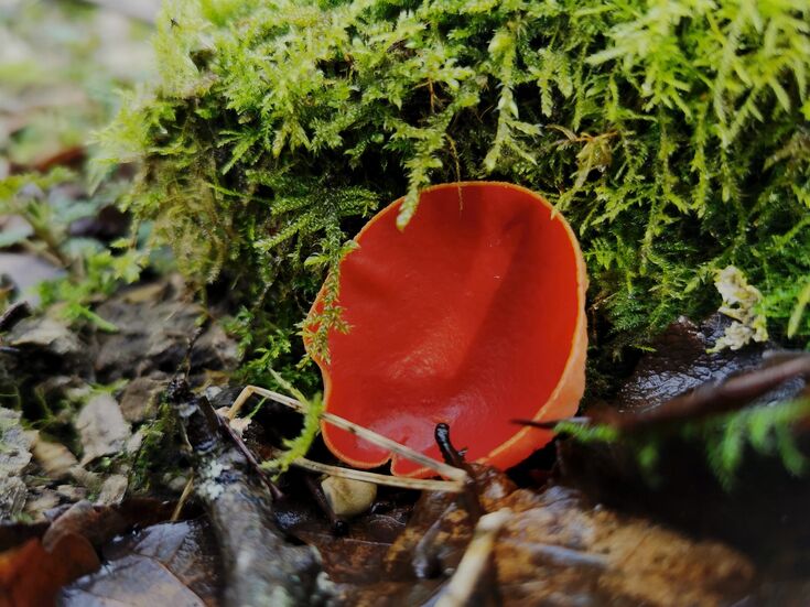 Scarlet elf cups: A vibrant sign of winter’s end | Hampshire and Isle ...