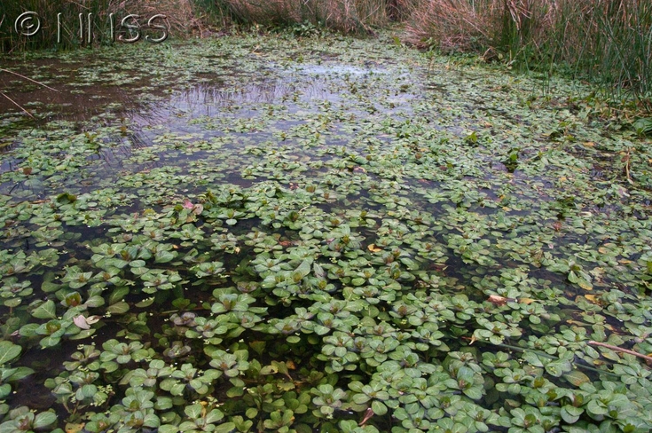 A creeping green crisis could be lurking in Hampshire’s wild waters ...