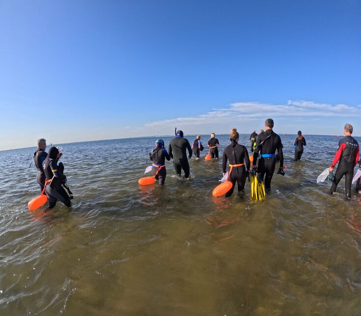 Collecting Seagrass Seed in the Solent | Hampshire and Isle of Wight ...