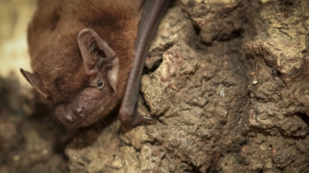 Identifying Bats from their Calls | Hampshire and Isle of Wight ...