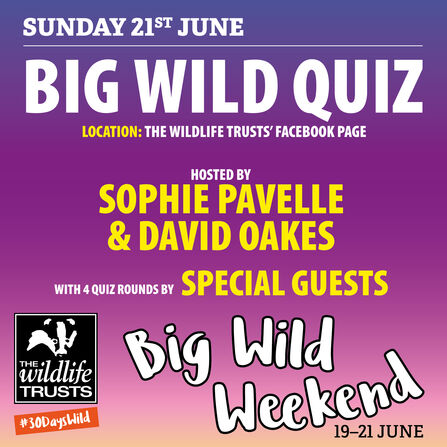 Big Wild Weekend | Hampshire and Isle of Wight Wildlife Trust
