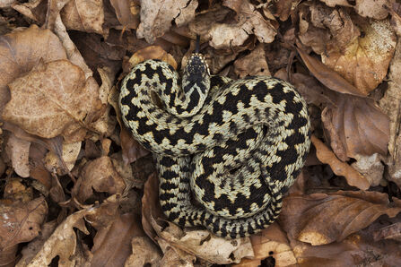 The Great British Snake Off | Hampshire and Isle of Wight Wildlife Trust