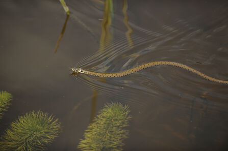 The Great British Snake Off | Hampshire and Isle of Wight Wildlife Trust