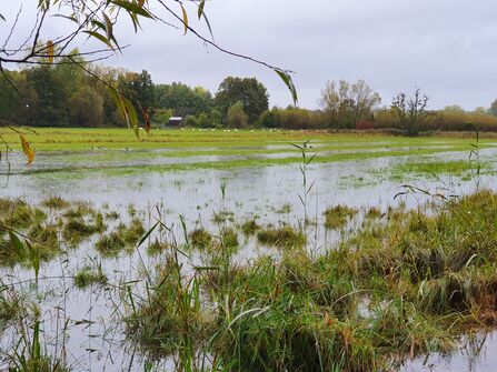 Celebrating wetlands – where land meets water | Hampshire and Isle of ...