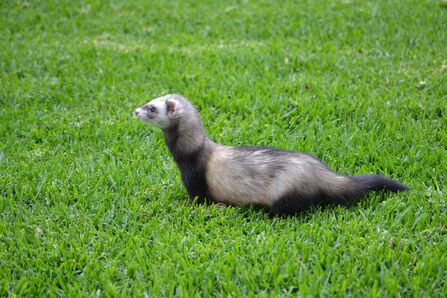 Marvellous mustelids | Hampshire and Isle of Wight Wildlife Trust