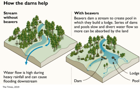 How beavers improve wetlands and reduce flooding | Hampshire and Isle ...