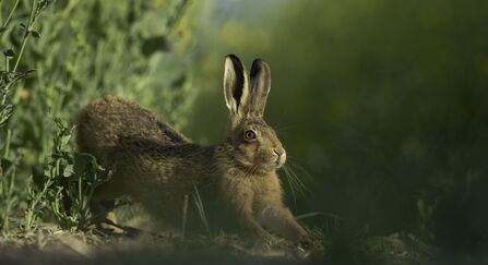 brown hare priority species