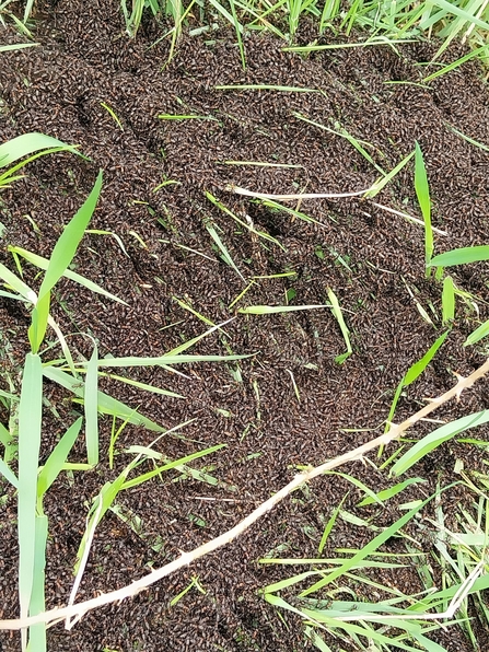 The southern wood ant: an acid-spraying insect | Hampshire and Isle of ...