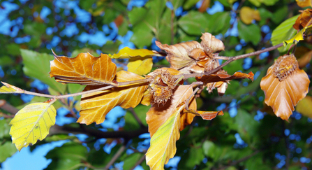 beech tree leaves uk