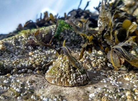 Secrets of the Solent | Hampshire and Isle of Wight Wildlife Trust